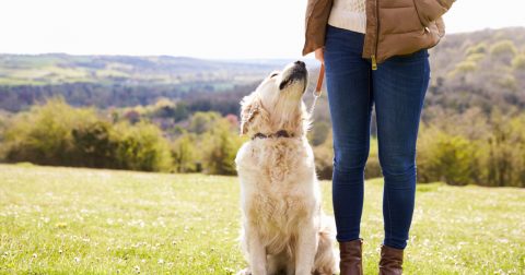 How to Teach a Golden Retriever to Sit in 8 Steps - Alpha Trained Dog