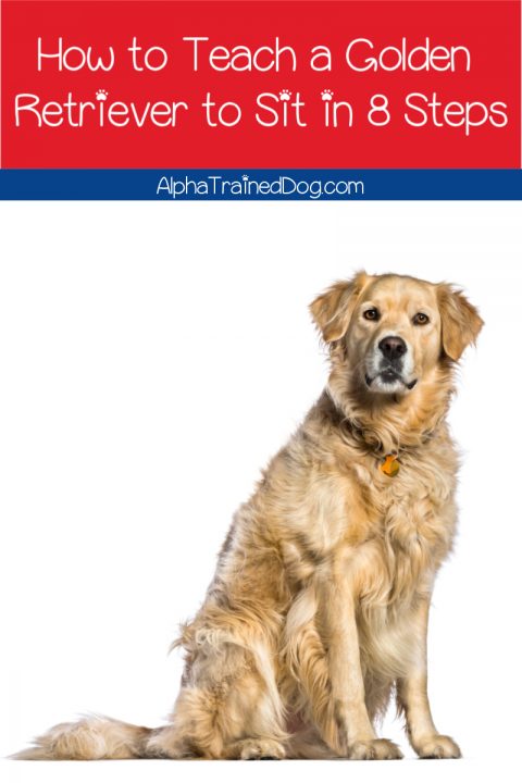 How to Teach a Golden Retriever to Sit in 8 Steps - Alpha Trained Dog