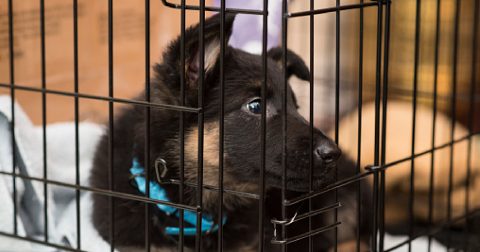 The Top 3 Best Escape-Proof Dog Crates That Can Contain Your Furry ...