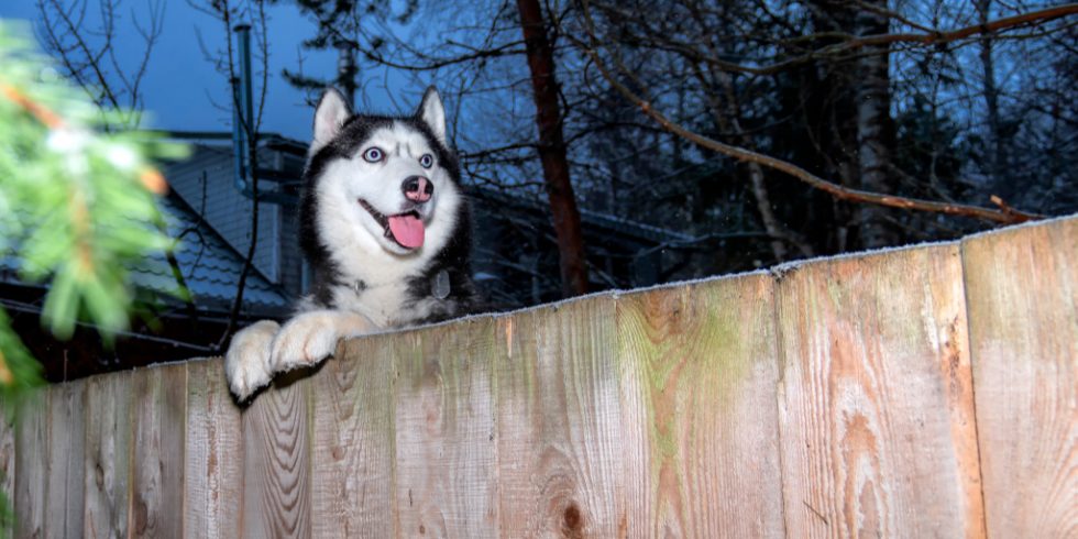 Top 3 Best Dog Fences for Huskies (With Full Reviews) - Alpha Trained Dog