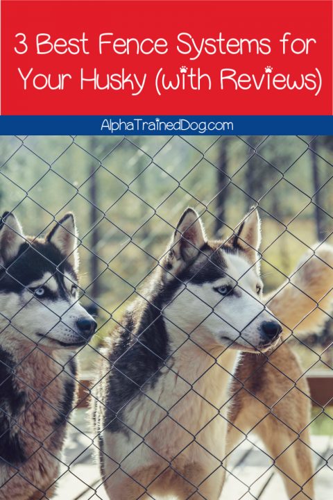 Top 3 Best Dog Fences for Huskies (With Full Reviews) - Alpha Trained Dog