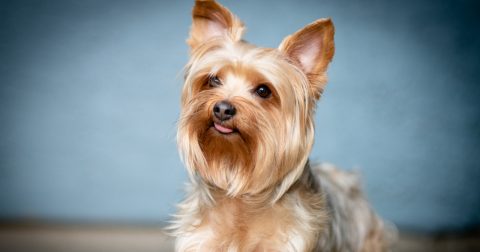 7 Tips on Dealing with Yorkie Potty Training Regression - Alpha Trained Dog