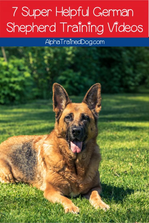 7 Helpful German Shepherd Training Videos to Watch Now - Alpha Trained Dog