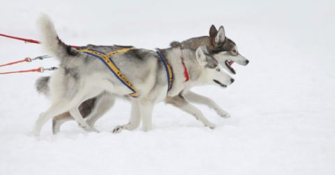 How to Walk Two Huskies at Once the Easy Way - Alpha Trained Dog