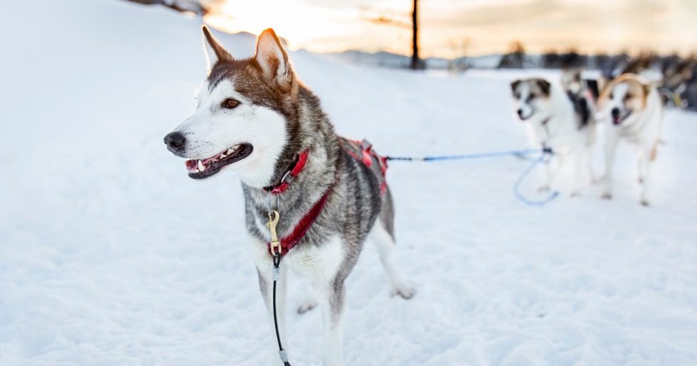 How to Train a Husky to Run with You - Alpha Trained Dog