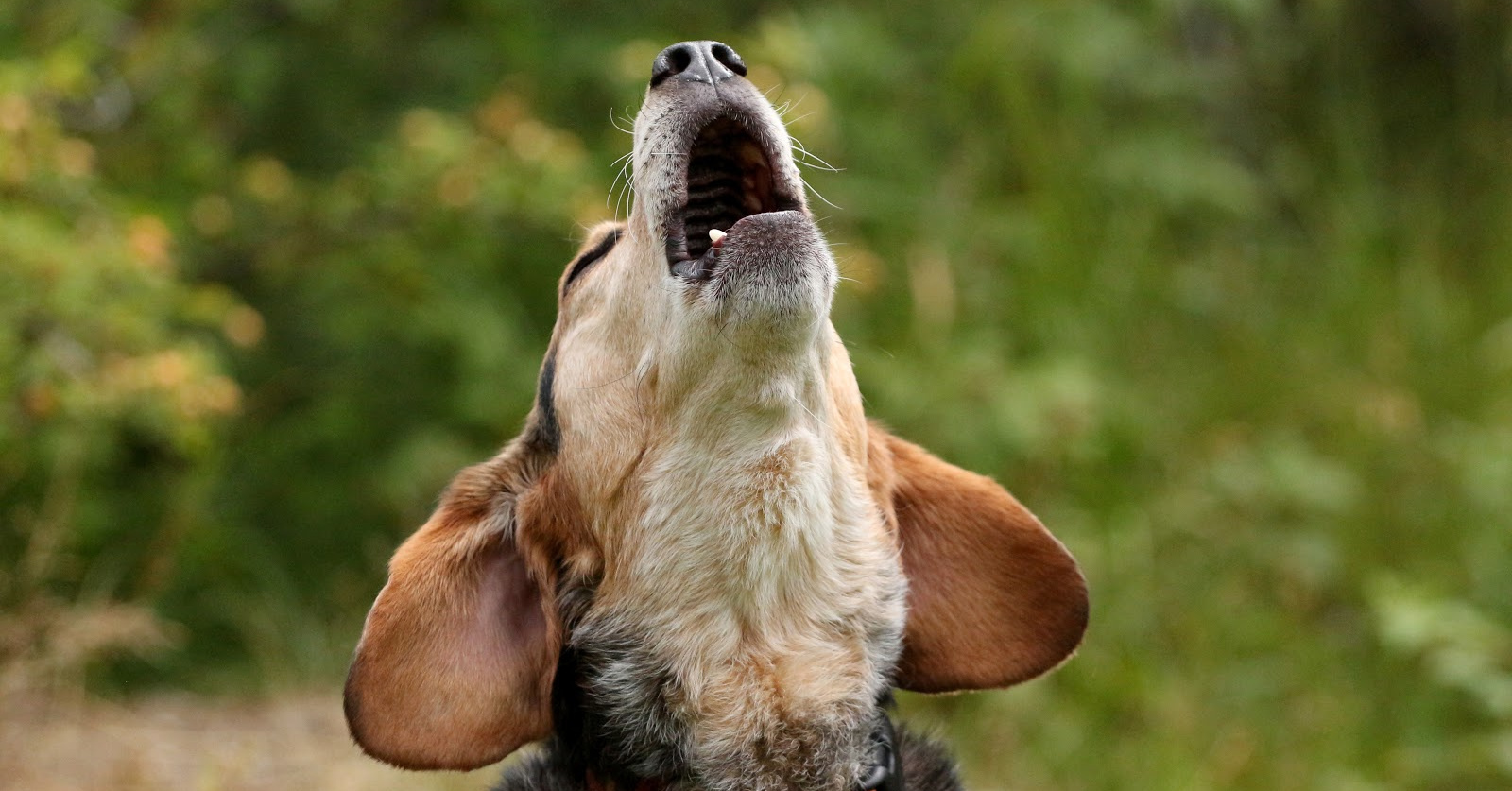 10 Invaluable Tips to Stop Your Dog From Barking in Class - Alpha ...