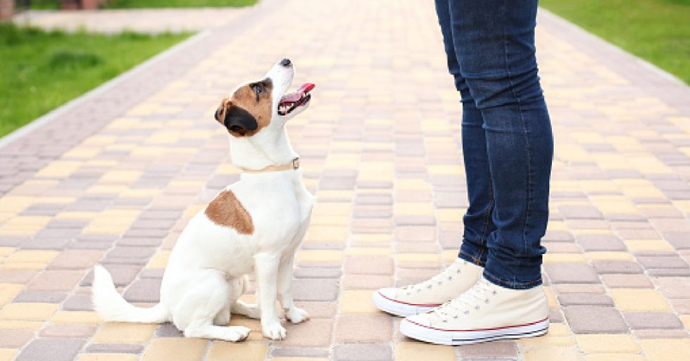 Adult Dog Training Classes - Complete Guide to Teaching Your Older ...