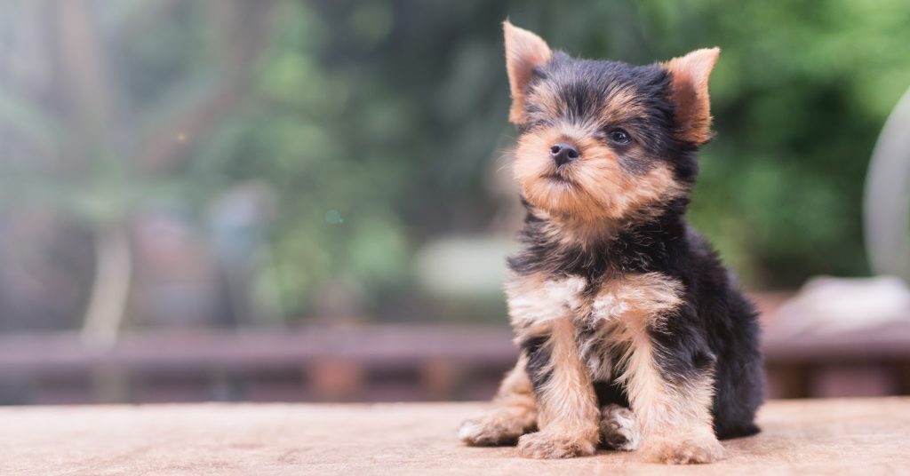 Proven Strategies for How to Train a Yorkie Not to Bark - Alpha Trained Dog