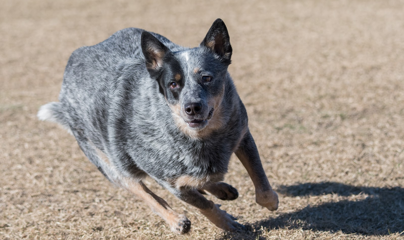 How Much Exercise Do Australian Cattle Dogs Need How Much Exercise Do Australian Cattle Dogs Need