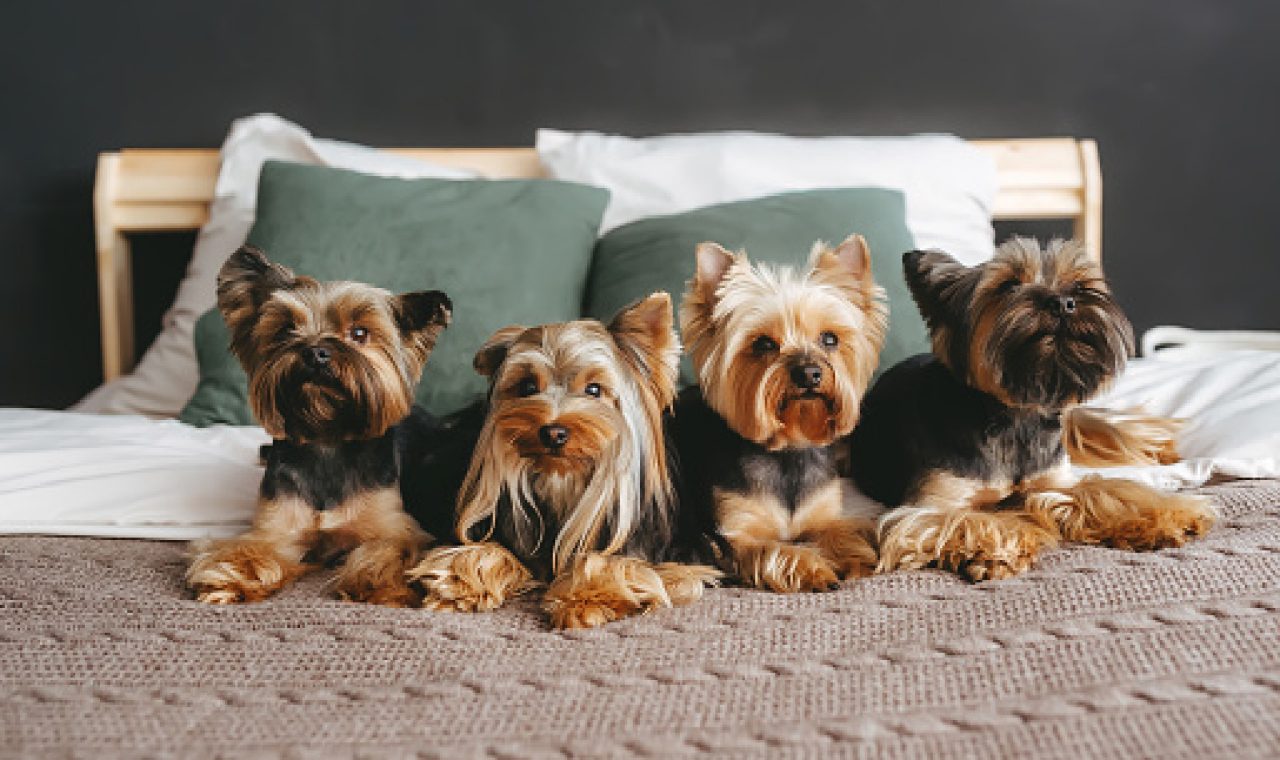 3 Easy Methods to Teach a Yorkie to Sit - Alpha Trained Dog