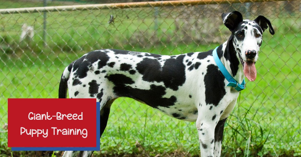 Giant Breed Dog Training: When to Start & How to Begin